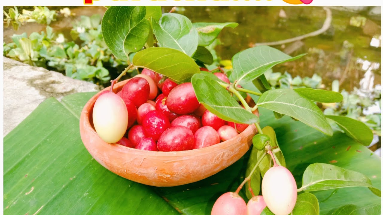 Karamcha jam with green paratha / easy karamcha jam & hara paratha ...