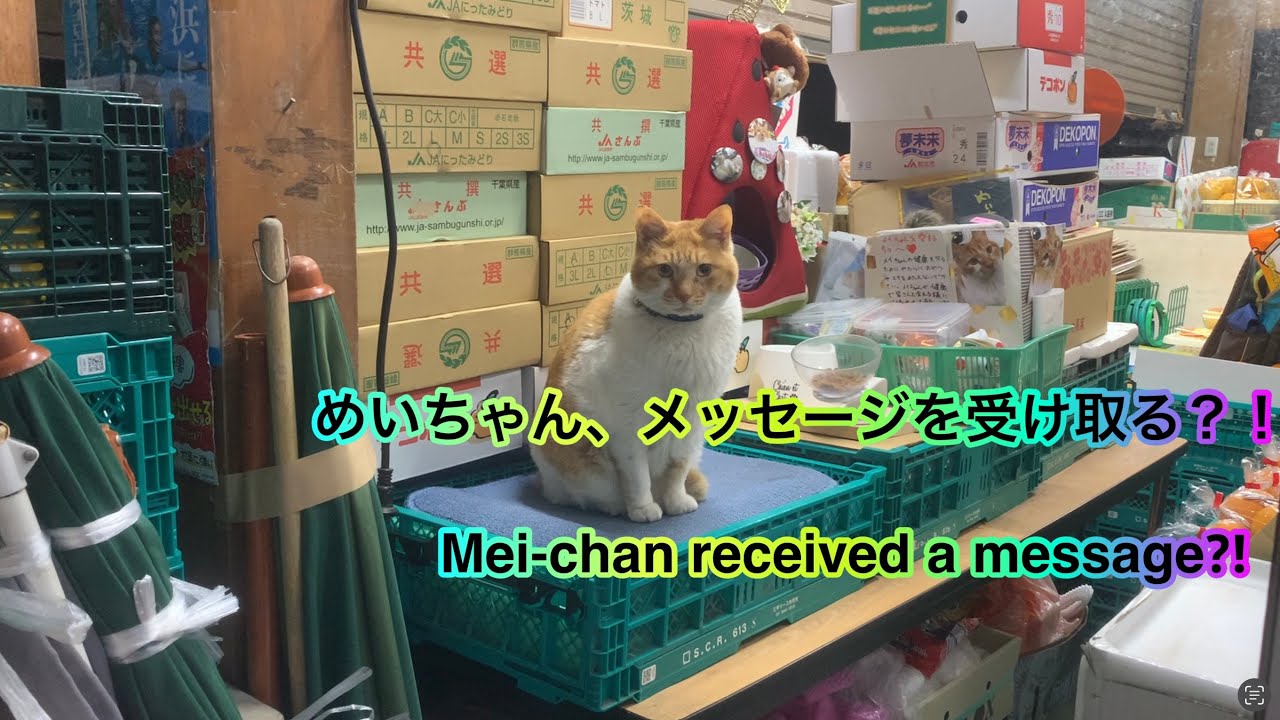 【めいちゃん公式】【Mei-chan official】めいちゃん、メッセージを受け取る？！ - YouTube