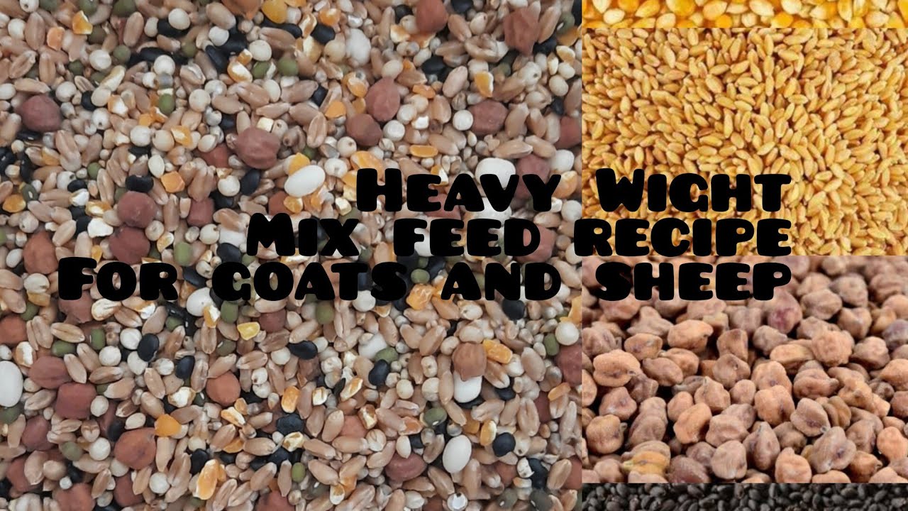 heavy Wight mix feed recipe for goat and sheep best for Wight gain ...
