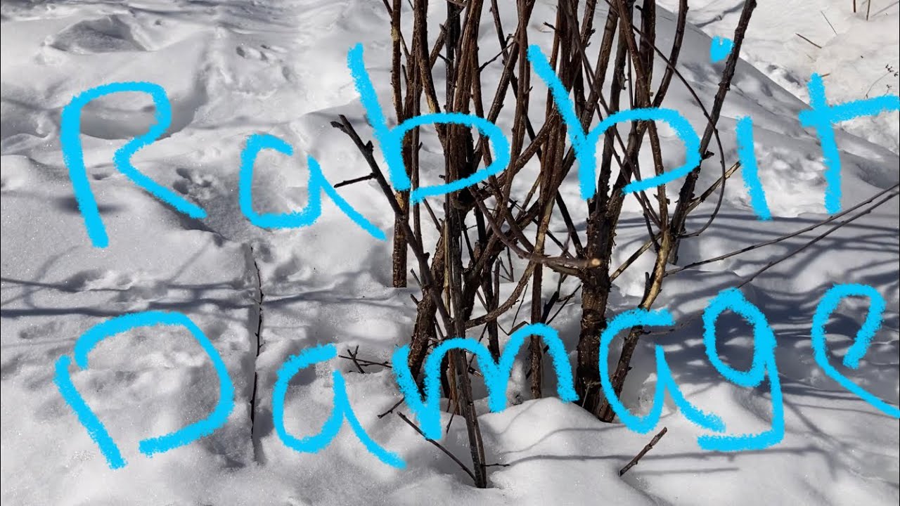 Winter Rabbit Damage - YouTube