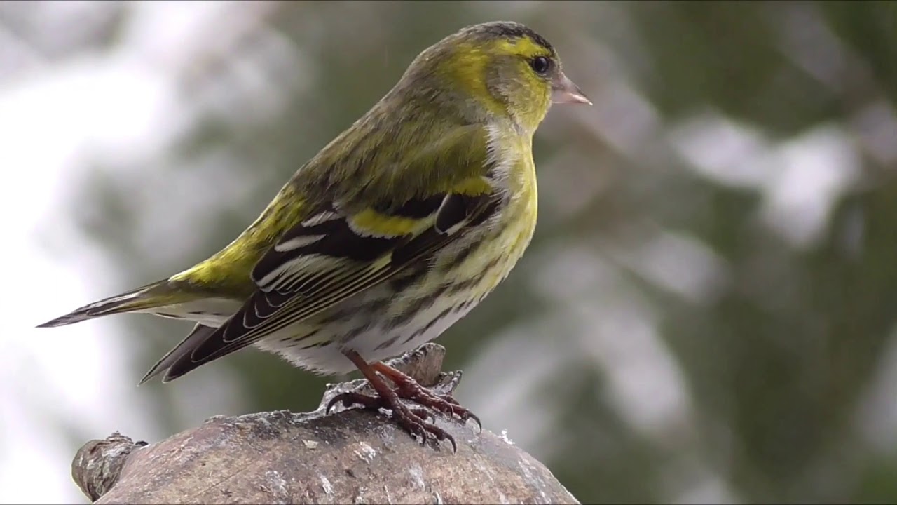 Beautiful brid 🐦😊💕 - YouTube