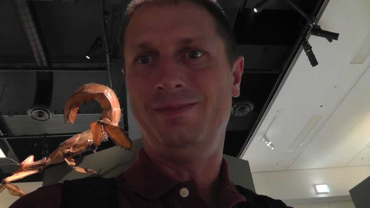 Australian Social Huntsman Spiders - YouTube