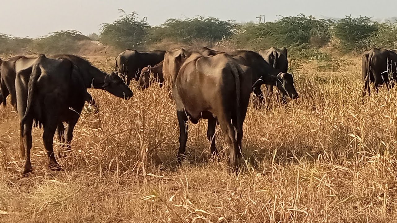 piyor banni bhainsh banni bull banni pada banni sandh bheinsh churane ...