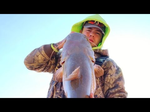 Using 15 inch CRAPPIE for bait!! (MONSTER FLATHEAD!!) - YouTube