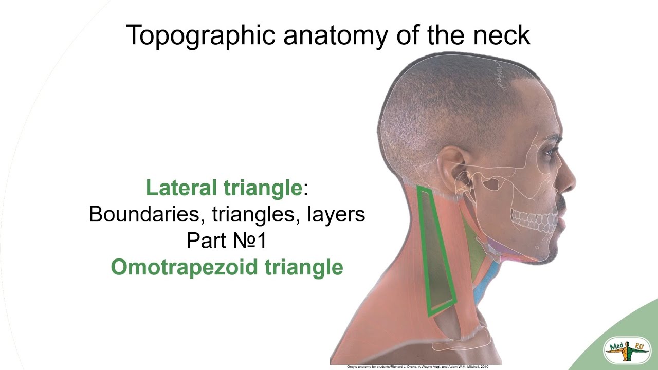 Omotrapezoid triangle | Topographic anatomy of the neck | Part 1 | Neck ...