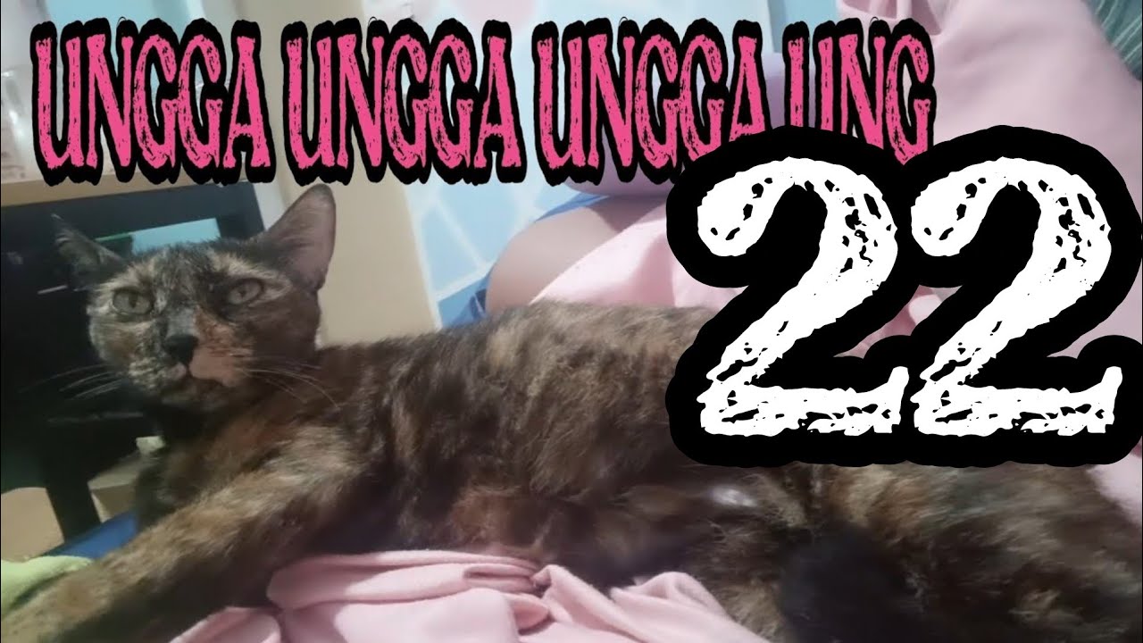 UNGGA UNGGA UNGGA UNG | Chespie & 13 Cats - YouTube