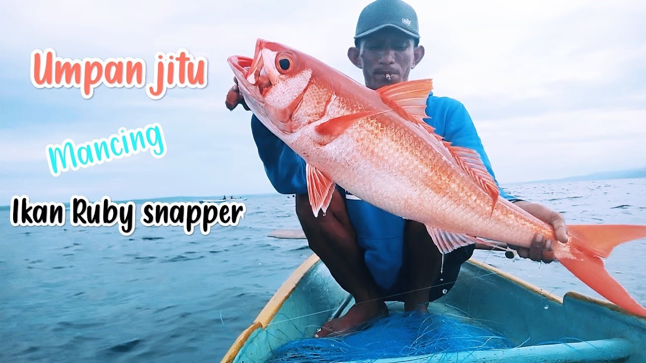 MANCING IKAN KURISI ( RUBY SNAPPER) || PAKAI UMPAN JITU || DI KEDALAMAN 200 METER - YouTube
