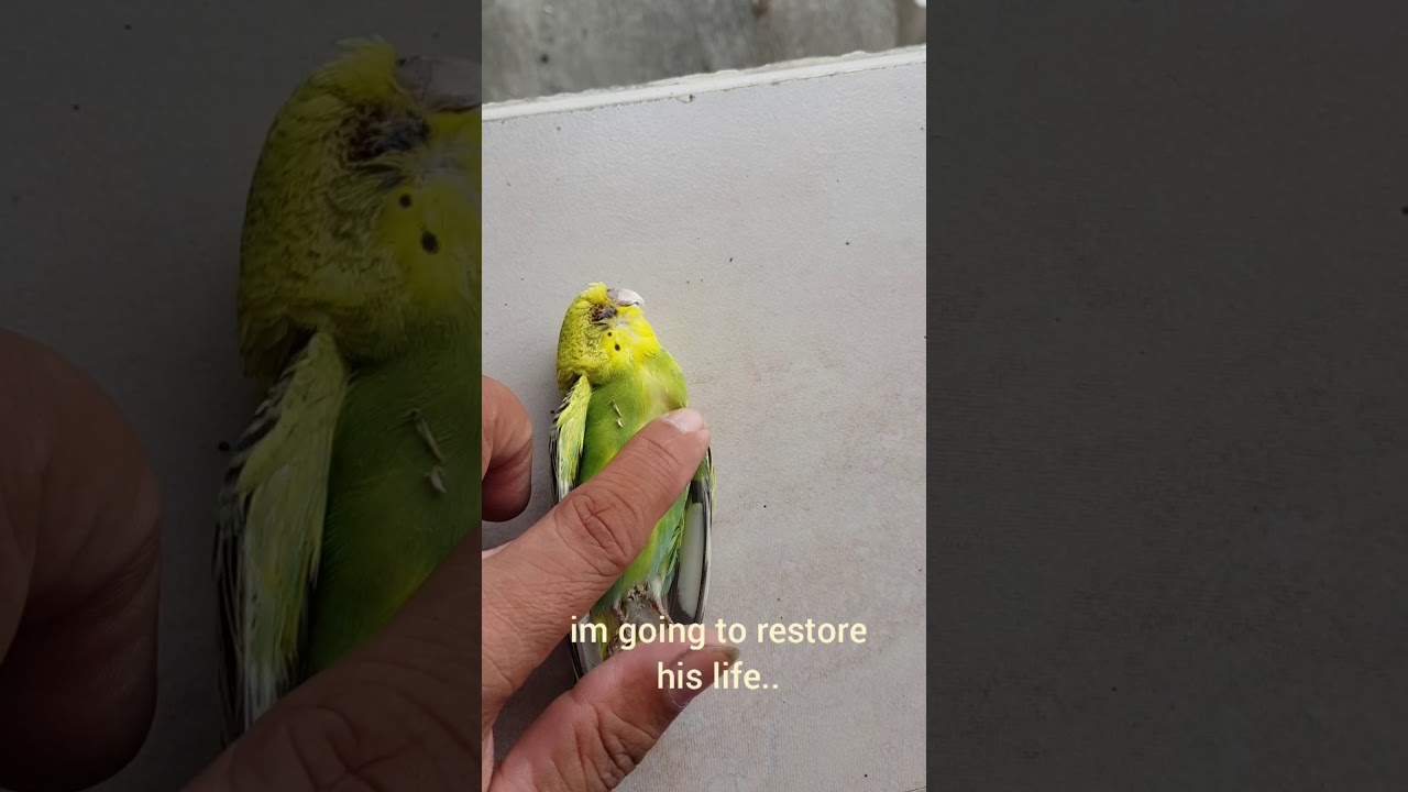 How to revive dead bird..🤣🤣🤣🤣 - YouTube