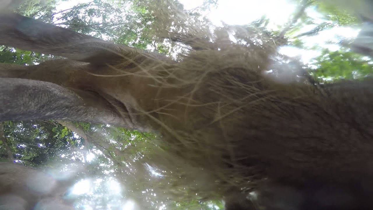 Borneo's wild pig eating GoPro 4 camera - YouTube