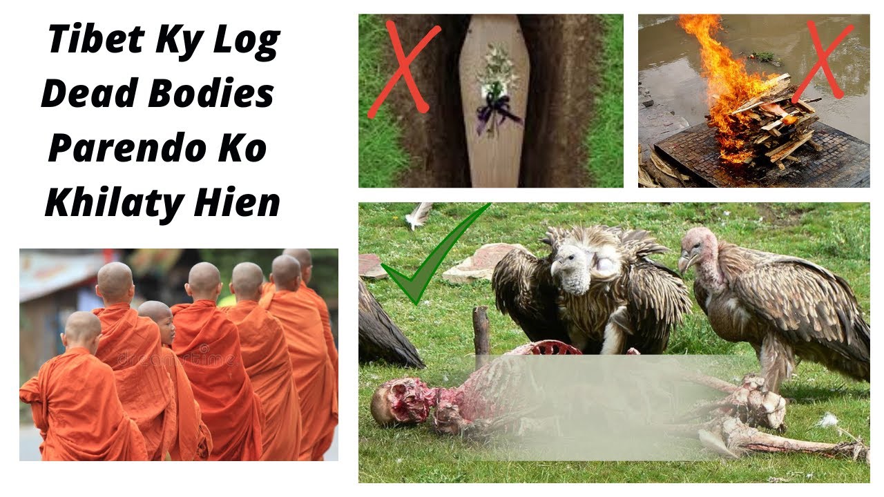 Birds Eat Dead Bodies After Death | Rays of Information - YouTube