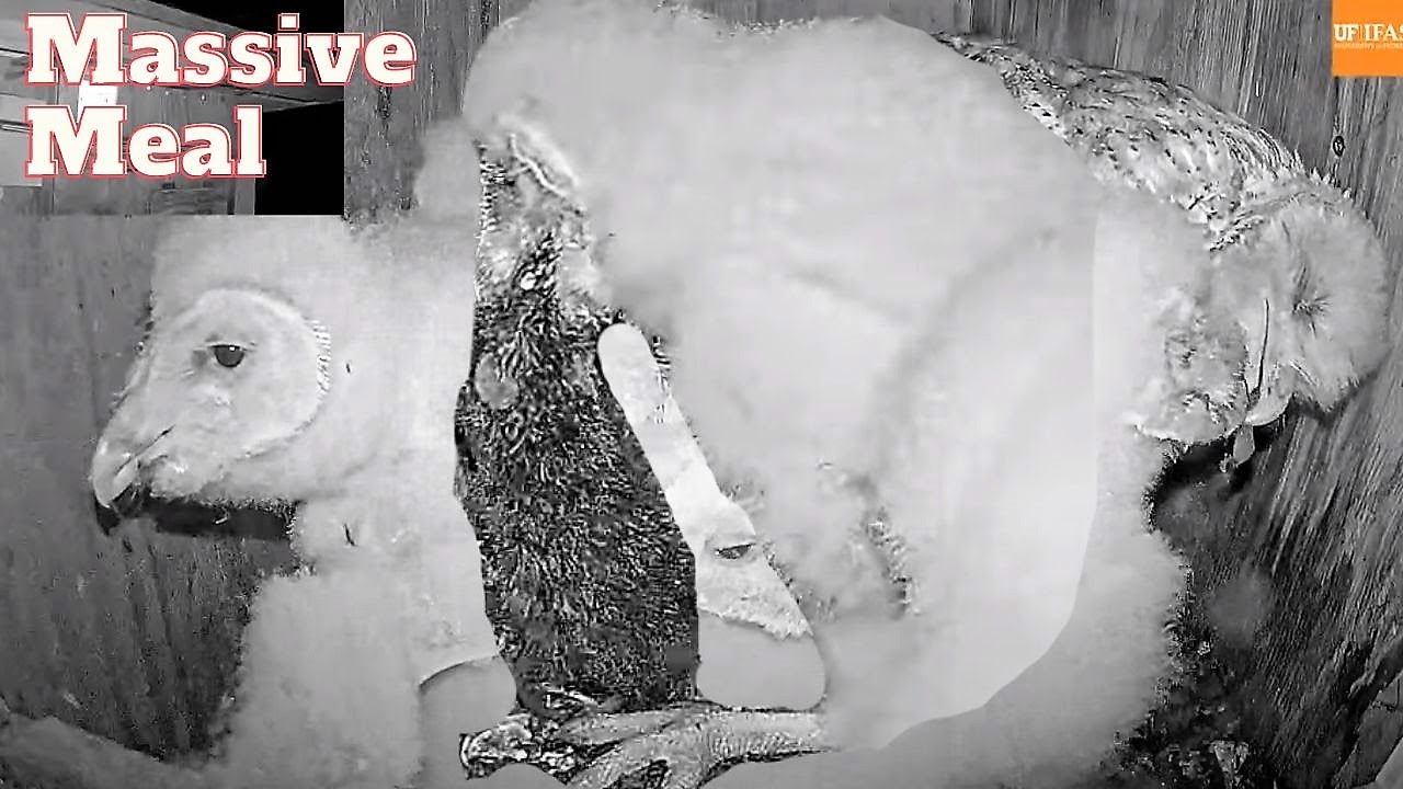 Incredible Footage: Barn Owl Chick Devours Massive Meal Whole! - YouTube