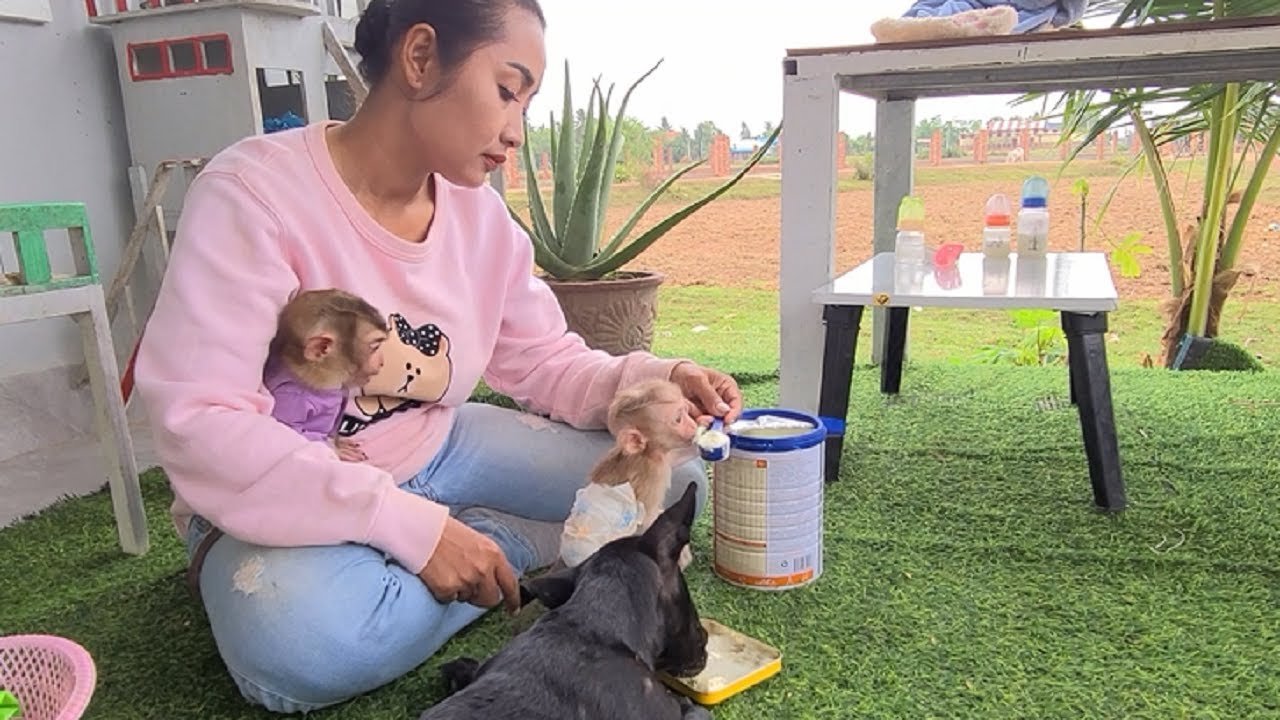 Baby monkeys and dog eat milk powder together - YouTube