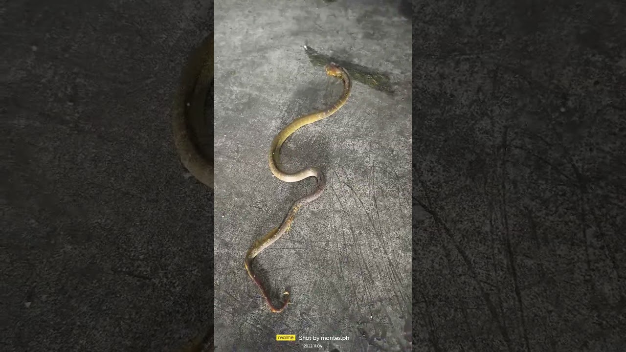 AHAS TULOG PART2 #Short #snake#viral - YouTube