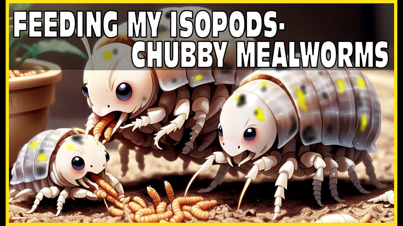 Feeding my Isopods Chubby Mealworms In Isopod House Terrarium 4k - YouTube
