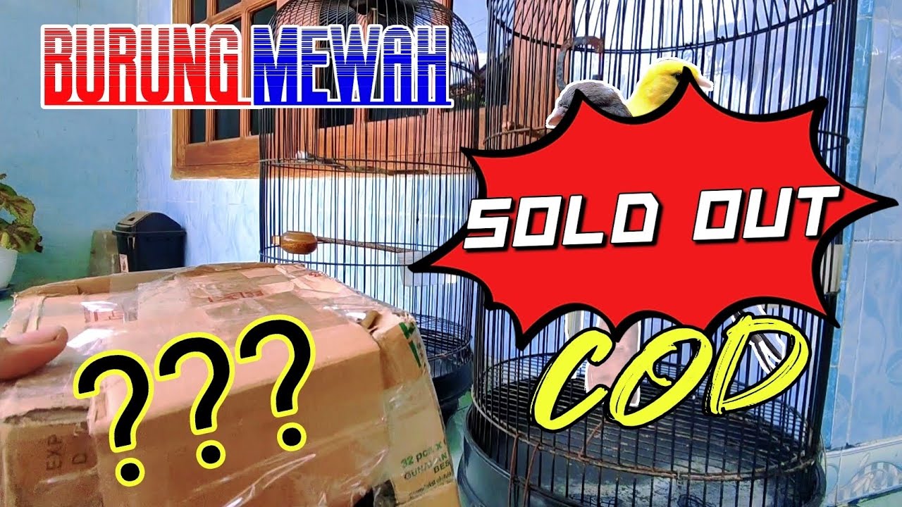 PROSES COD BURUNG. CALON MEWAH ☑️ - YouTube