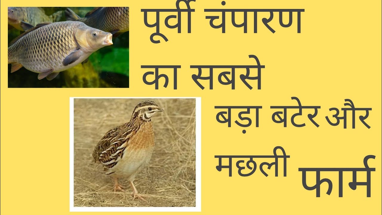 पूर्वी चंपारण का सबसे बड़ा बटेर फार्म ||Bater farm || Bater Murga farm ...