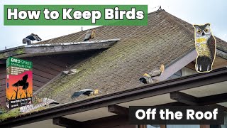 Want to Know How to Keep Birds Off the Roof? Try These Hacks!
