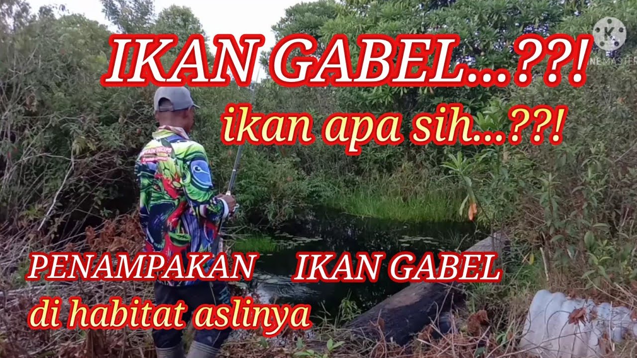 PENAMPAKAN IKAN GABEL DI KALIMANTAN penghuni asli rawa hitam. - YouTube