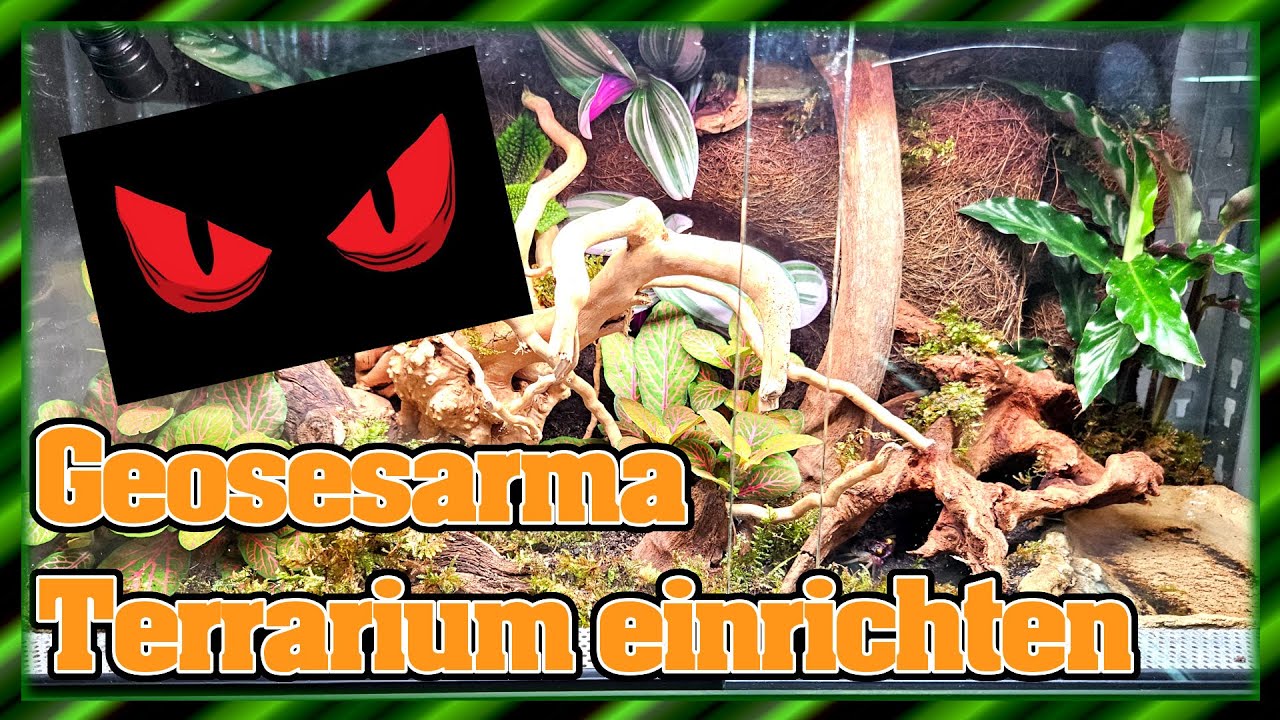 Geosesarma - Vampirkrabben | Terrarium einrichten - YouTube