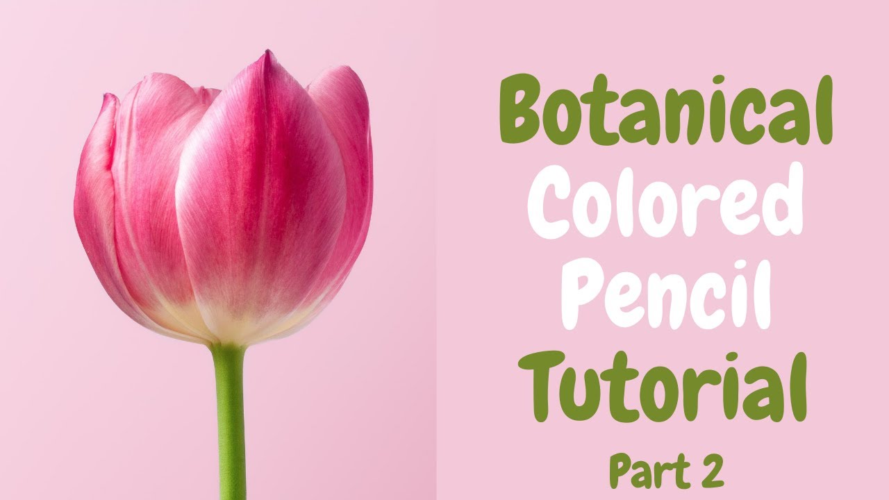 Colored Pencil Botanical Tutorial For Beginners - Live Art Char - YouTube