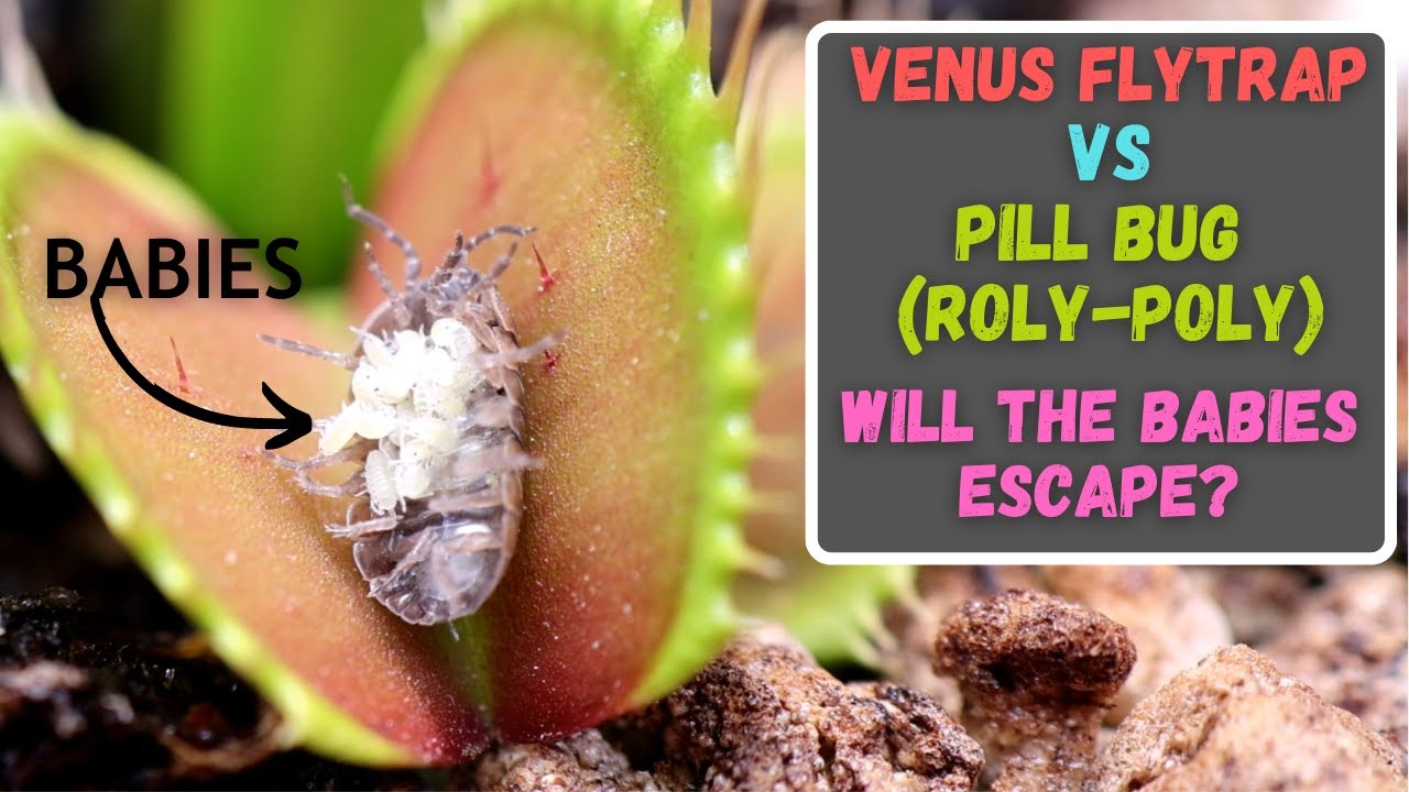 Venus Flytrap Catches Pill Bug (Roly-Poly) With It's Babies - Will The Babies Escape? - YouTube