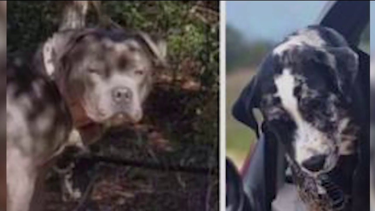 Dogs that mauled boy to death in Volusia County to be put down - YouTube