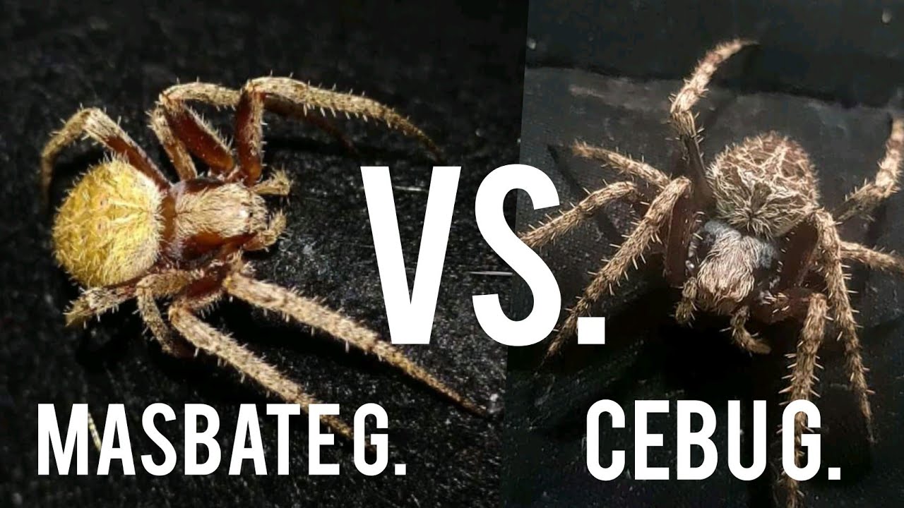 Gagambang Tarantula