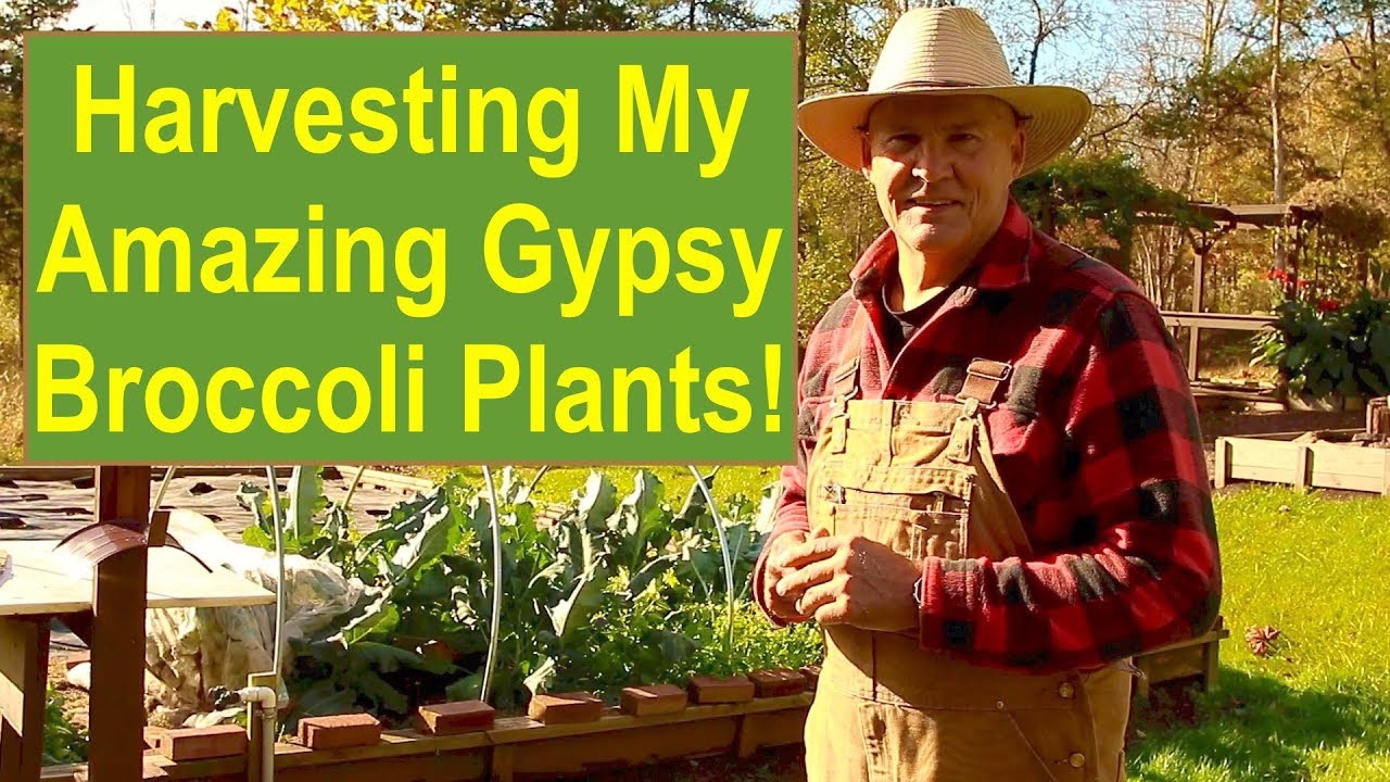 Fall Garden Update: Let's Go Harvest My Amazing Gypsy Broccoli Plants ...