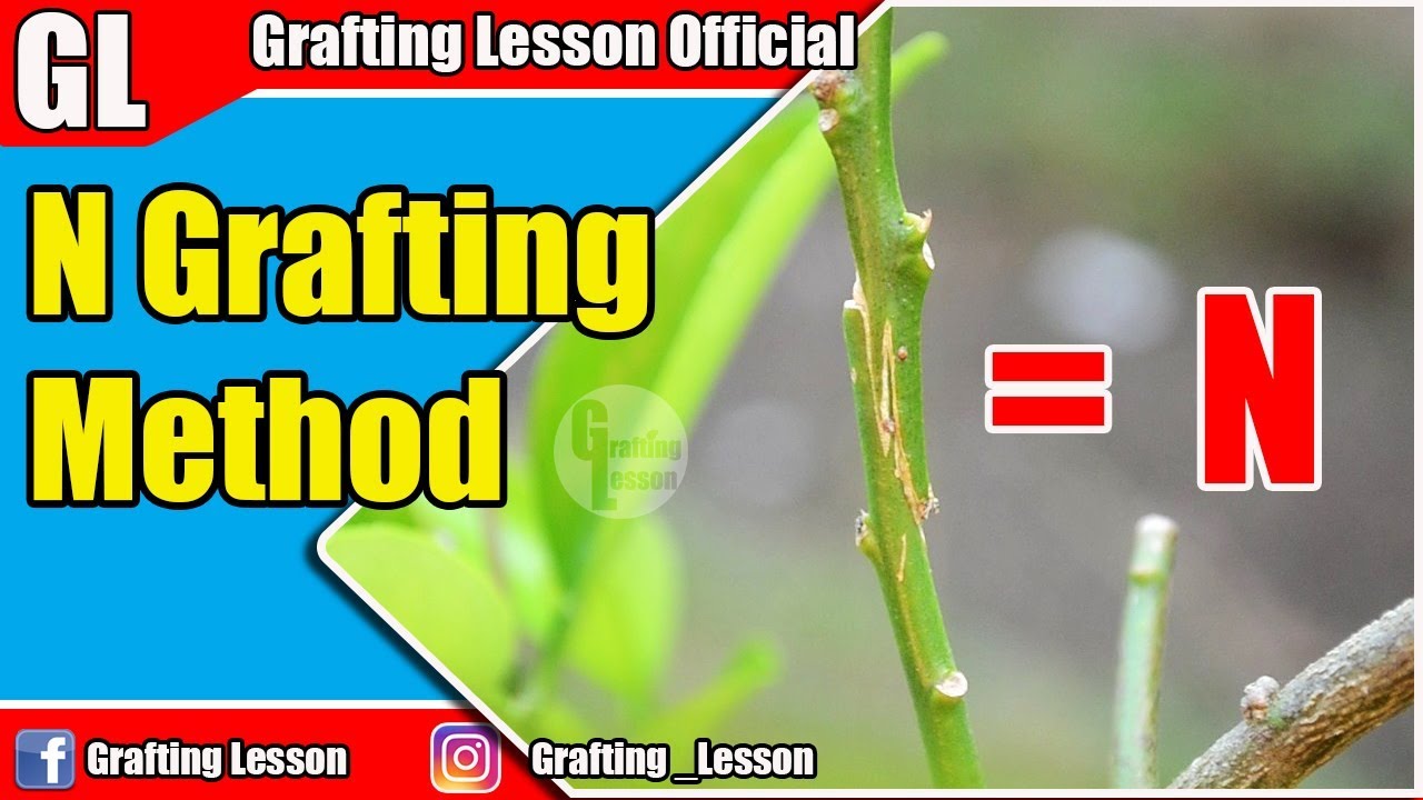How to Grafting Two Different Plants - YouTube