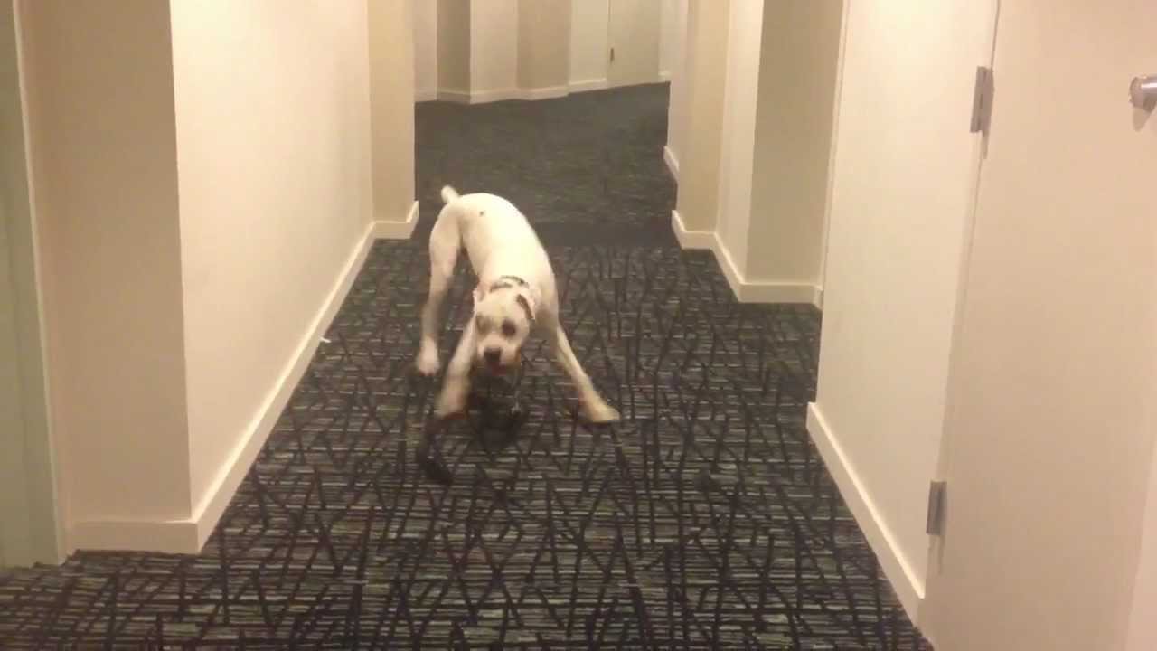 Dog Running Crazy ! - YouTube