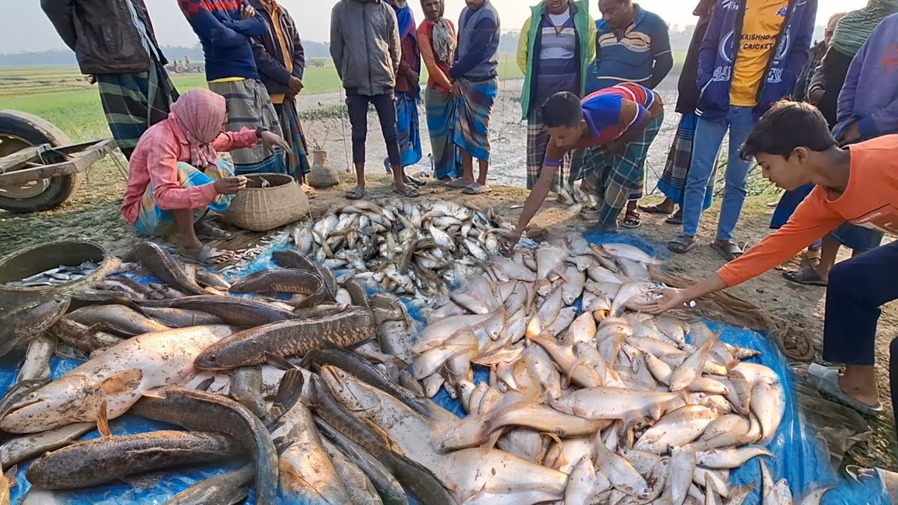 হাকালুকি হাতকোরি বিল থেকে বোয়াল শোল গজার মাছ ধরাও বিক্রয় দেখুন।# ...