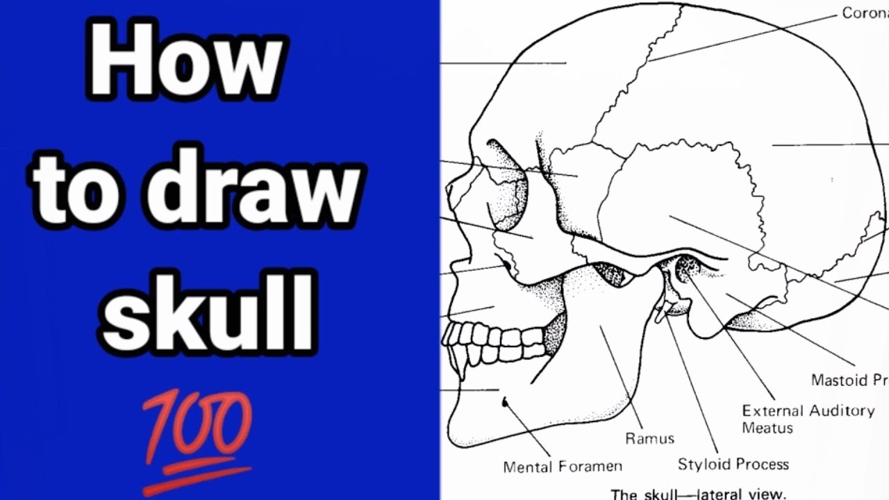 How to Draw Human Skull | Easy And Simple Skull Diagram |Step By Step ...