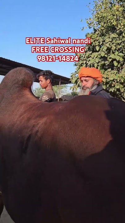 22 किलो दूध की मां## जोरदार 👌ELITE#Sahiwal nandi##iFREE CROSSING##98121-14824 - YouTube