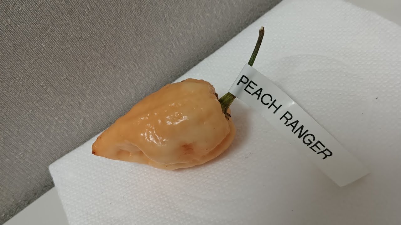 Hottest Peppers 🔥 Peach Ranger & Bleeding Jigsaw #food #spicy # ...