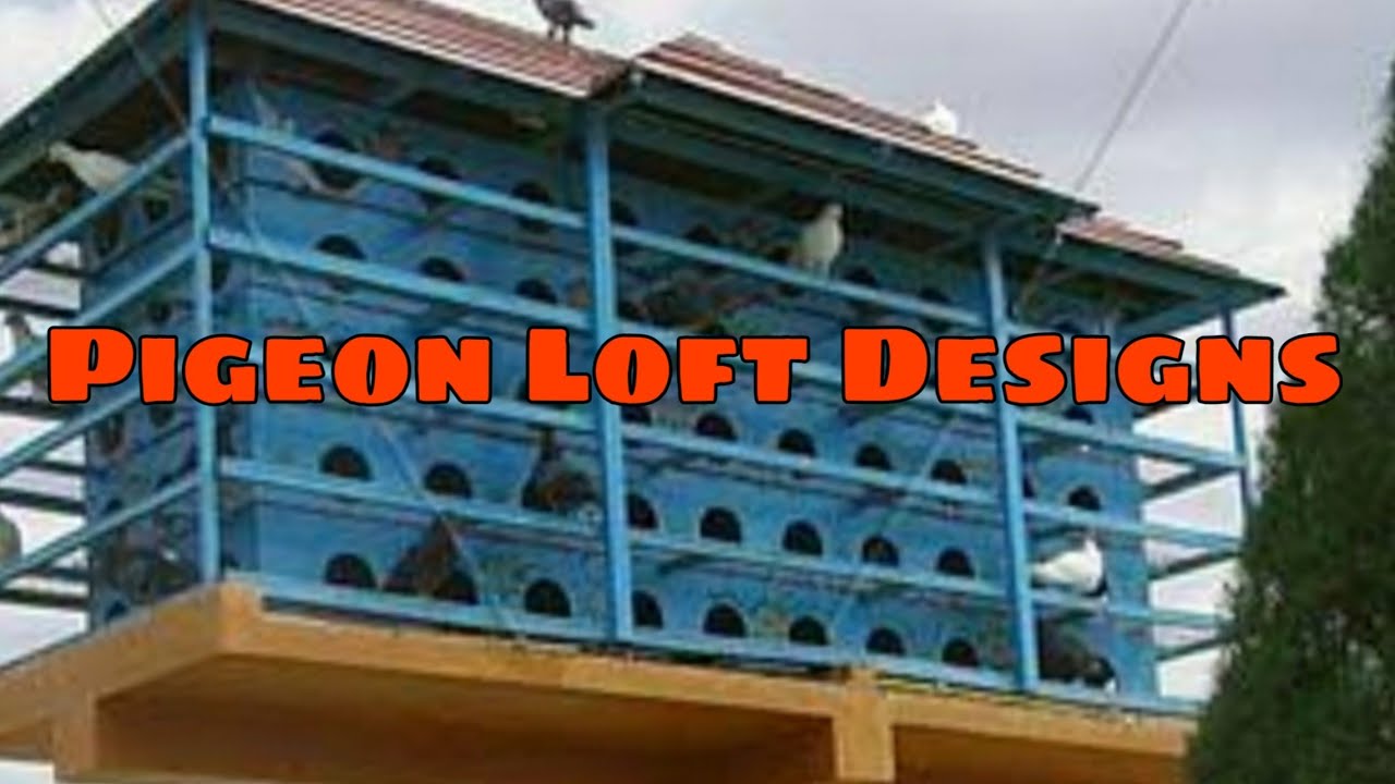 Pigeon Loft Designs || Franco Pigeon Loft - YouTube