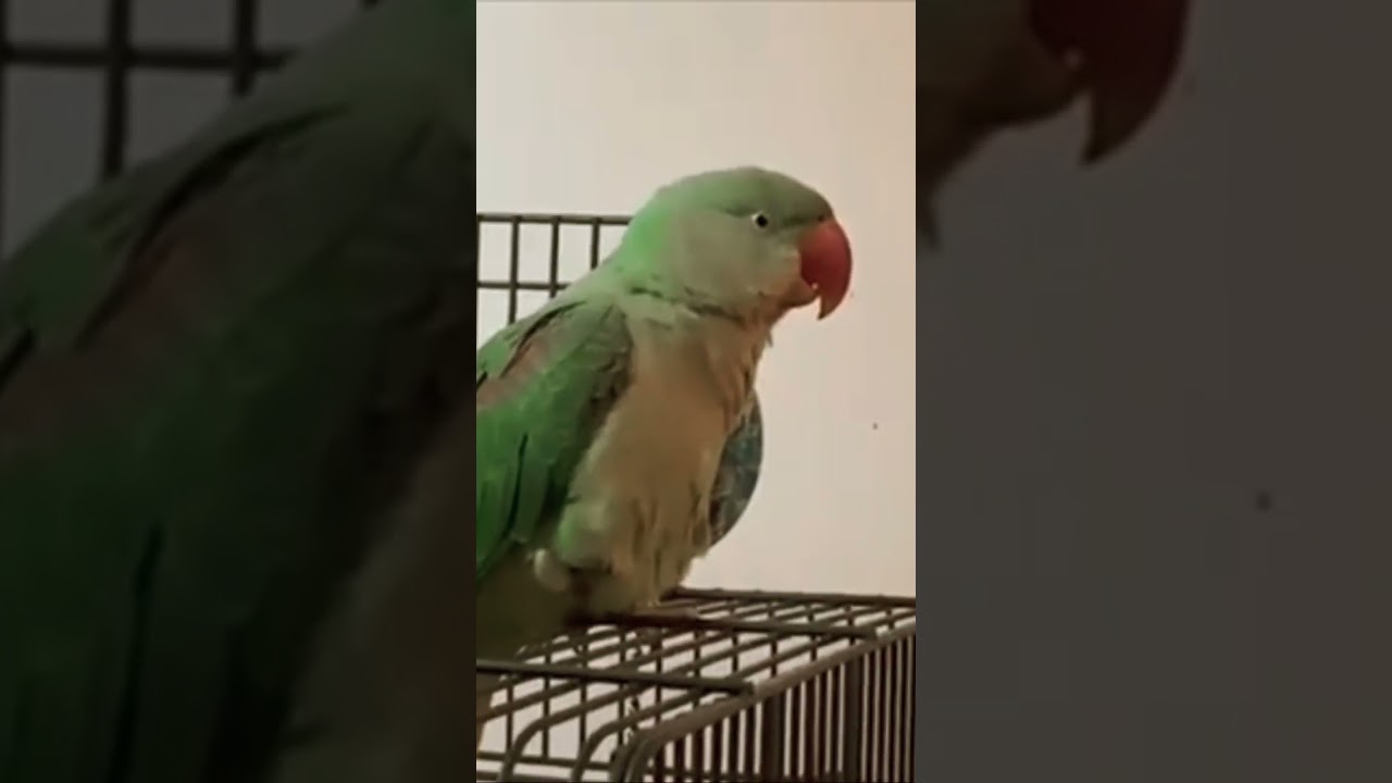 Peekaboo UK parrot Red - YouTube