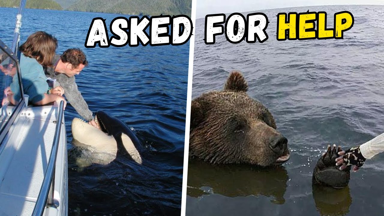 22 Animals That Asked People for Help & Kindness ️ Best Moments ever ...