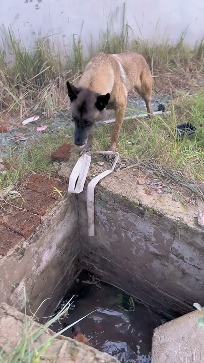 Le chien mérite un like ️ non ? Il sauve un autre chien ! #pourtoi ...