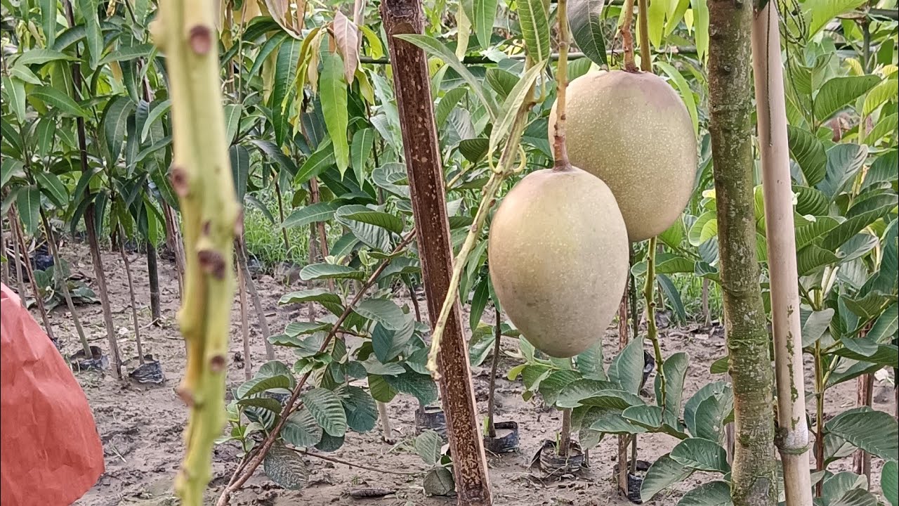 R2E2 mango plant /available Thai fruit plant available /New plant ...