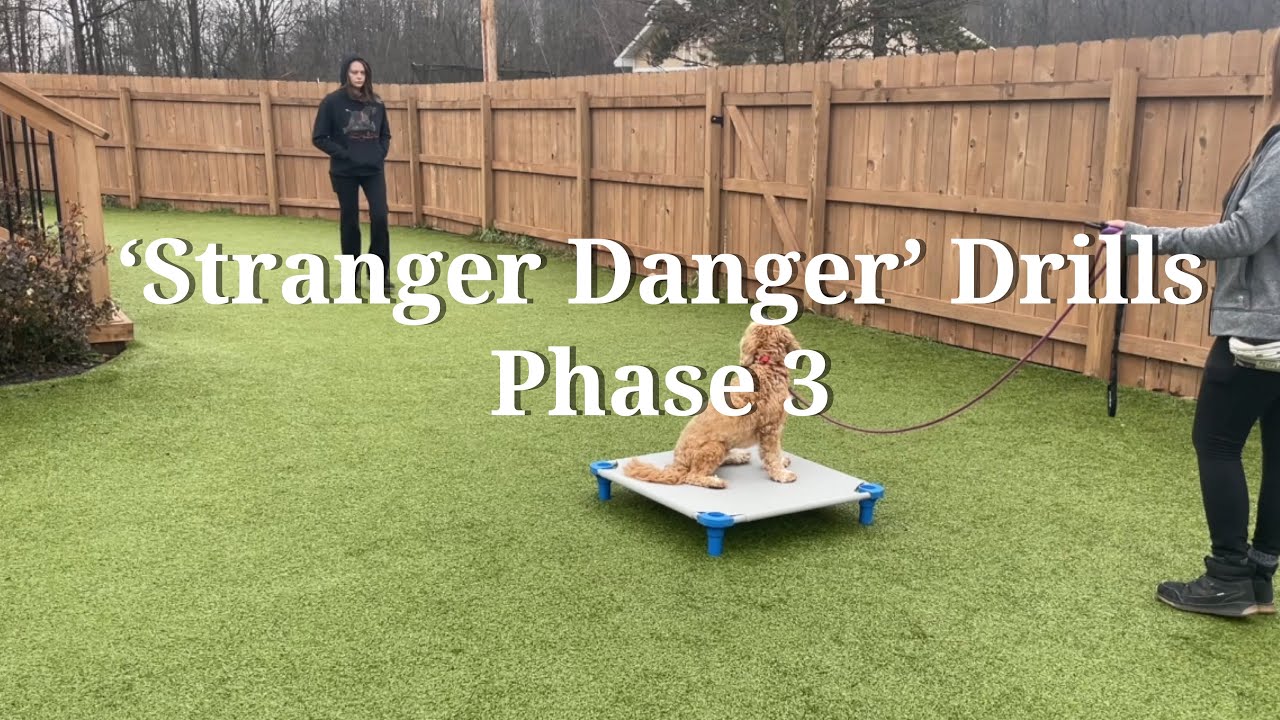 Teaching a Fearful Dog to Give Space - Stranger Danger Drills Phase 3 ...