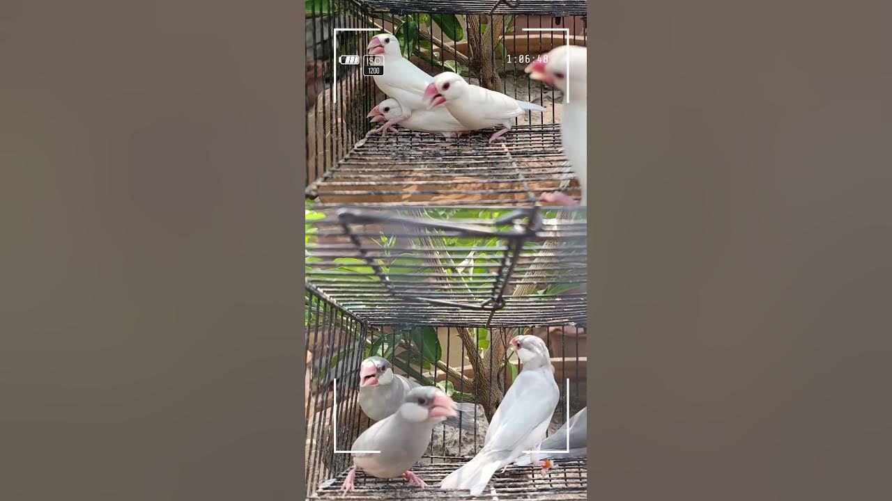 White Java, Fawn Java , Java Sparrow , Java Finch , Lovebird , Silver Java #javasparrow #birds ...