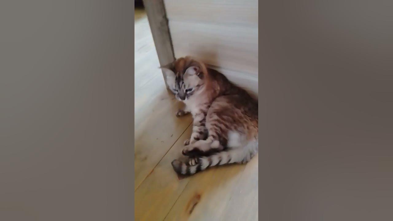 кошка Соня 51 часть😺😺😺 - YouTube