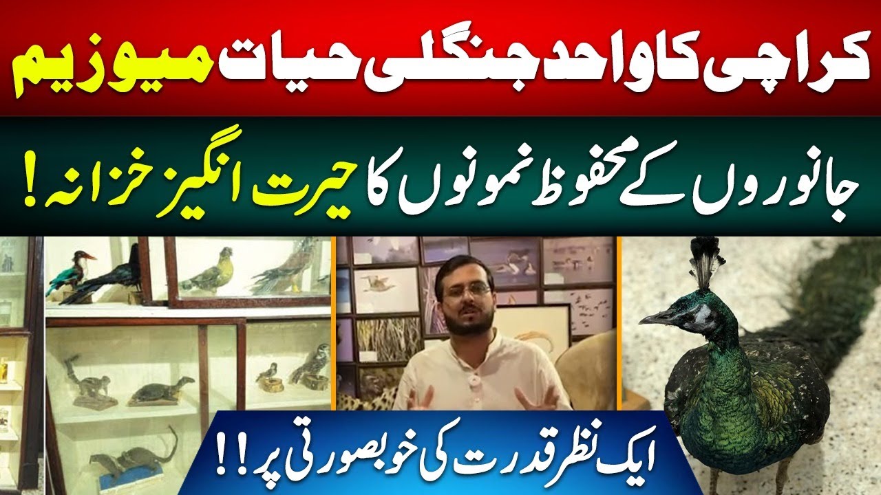 Exploring Karachi's Sindh Wildlife Museum: A Treasure Trove of Animal Specimens - YouTube