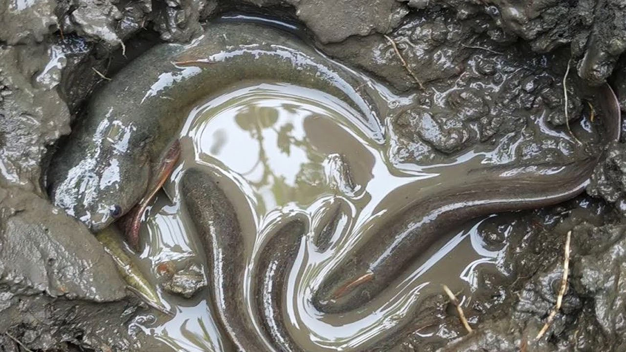 Best Hand Fishing || Boy Catching Catfish From Deep hole in Beautiful ...
