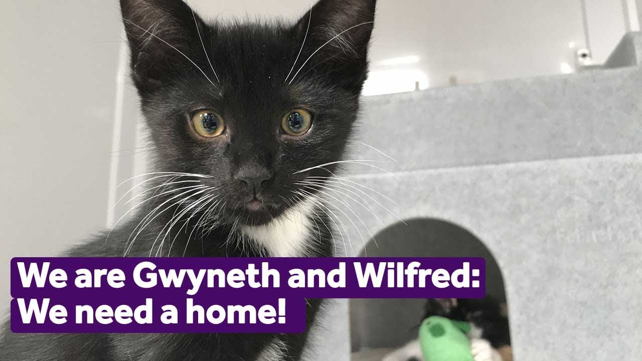 Adopt Gwyneth and Wilfred | Cats | Mayhew - YouTube