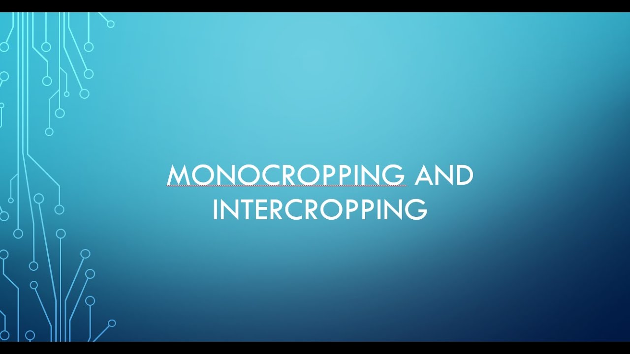 Monocropping And Intercropping YouTube monocropping-and-intercropping-youtube