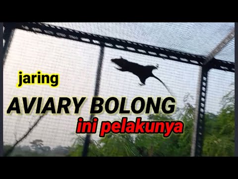 jaring aviary bolong ini pelakunya - YouTube