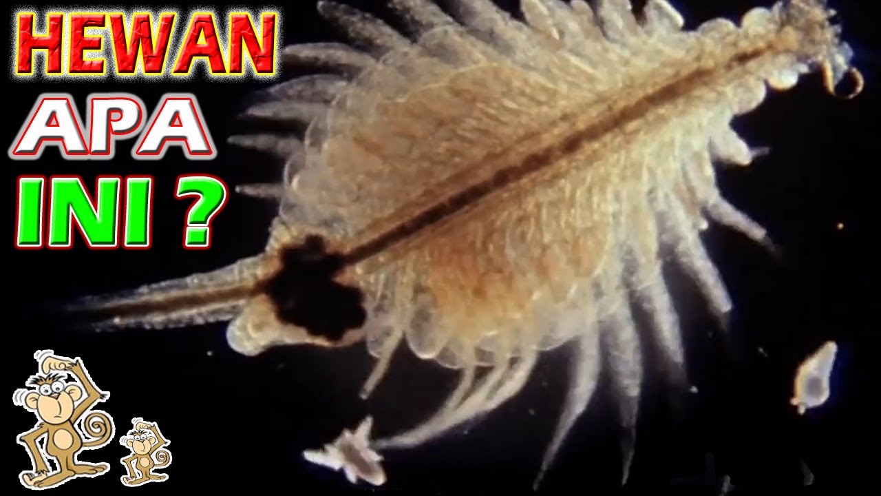 MONYET LAUT SEA MONKEY ARTEMIS SALINA - YouTube