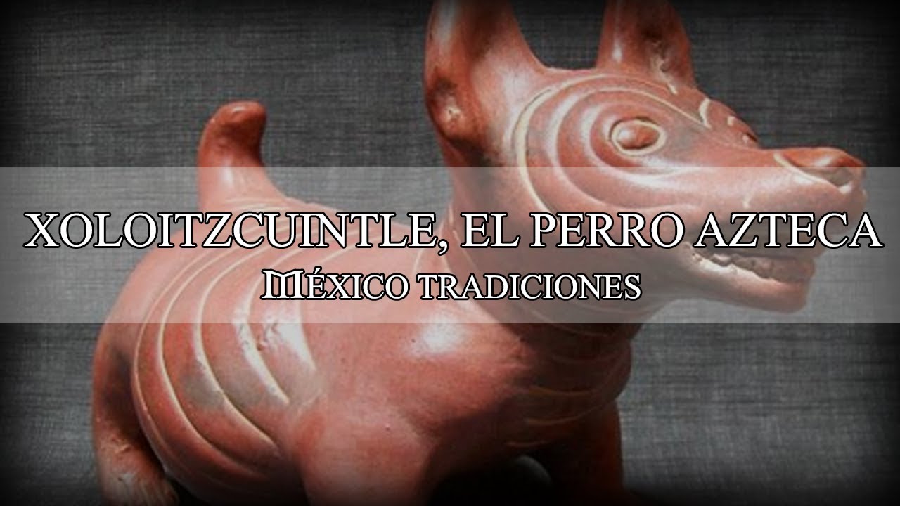 Xoloitzcuintle, el perro azteca | Tradiciones y costumbres de México ...