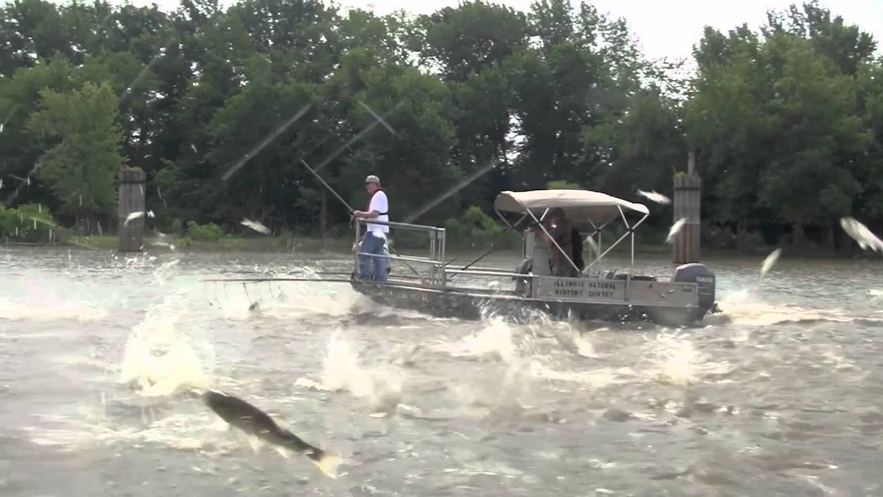 Asian carp jumping 18a - YouTube